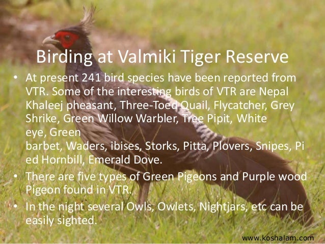 Valmiki Nagar National park Hiddent treasure