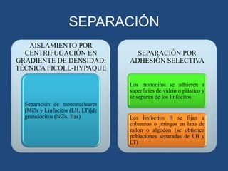 Valoración de la inmunidad celular in vitro | PPSX