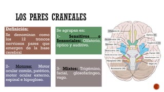 valoración de los nervios craneales, Pediatría II.ppt