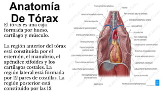 Valoración De Tórax, Pulmones Y Glándulas Mamarias.pdf