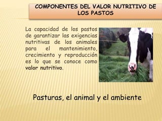 Valor nutritivos de los pastos tropicales | PPTX