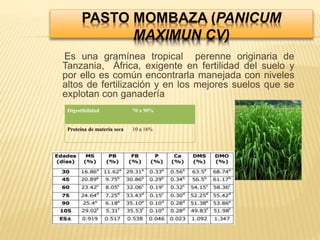 Valor nutritivos de los pastos tropicales | PPTX