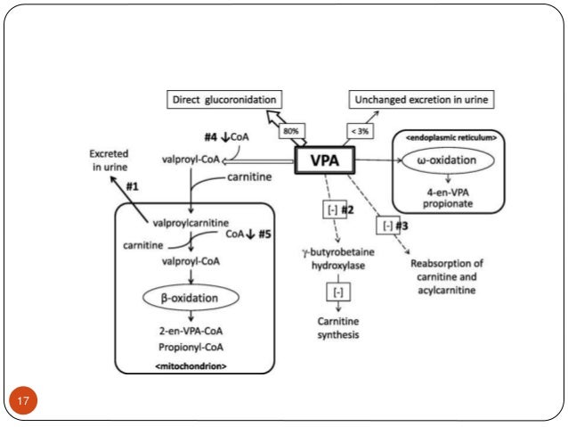 Valproic acid - Pharmacokinetics