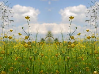 Valsul Florilor | PPT