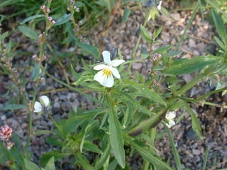 Valsul Florilor | PPT