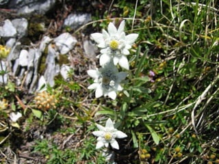 Valsul Florilor | PPT