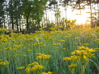 Valsul Florilor | PPT