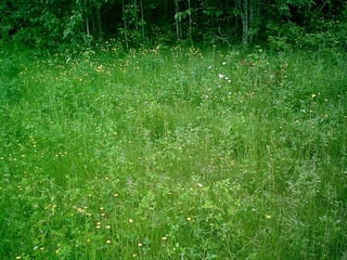 Valsul Florilor | PPT