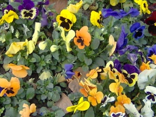 Valsul Florilor | PPT