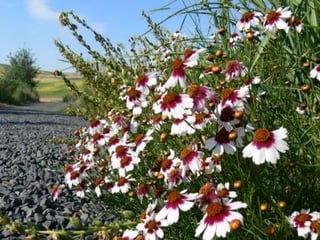 Valsul Florilor | PPT