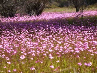 Valsul Florilor | PPT