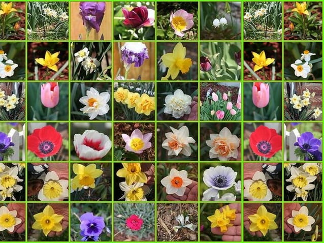 Valsul Florilor | PPT