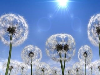 Valsul Florilor | PPT