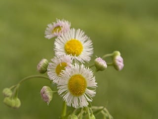 Valsul Florilor | PPT