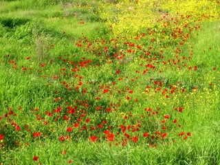 Valsul Florilor | PPT