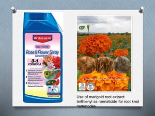 Value added products from fresh flowers . by Arushi garg | PPTX