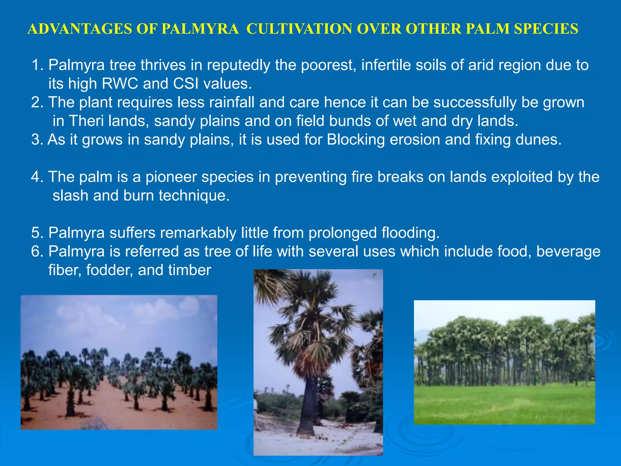 Value addition palmyrah | PPT