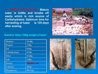 Value addition palmyrah | PPT