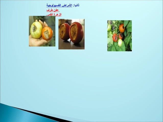 Value chain development tomatoes | PPT