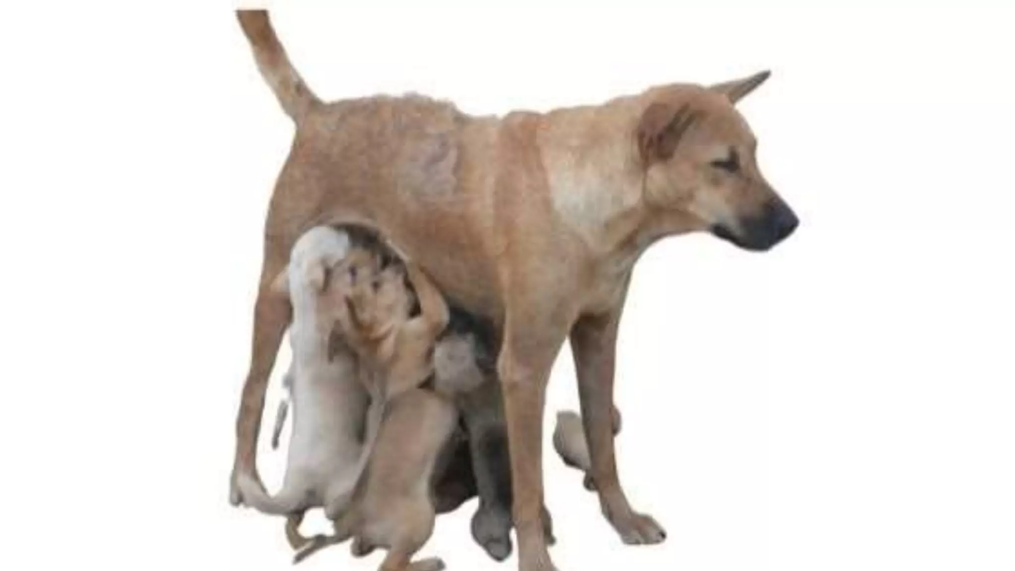 Values based learning | PPTX | Education