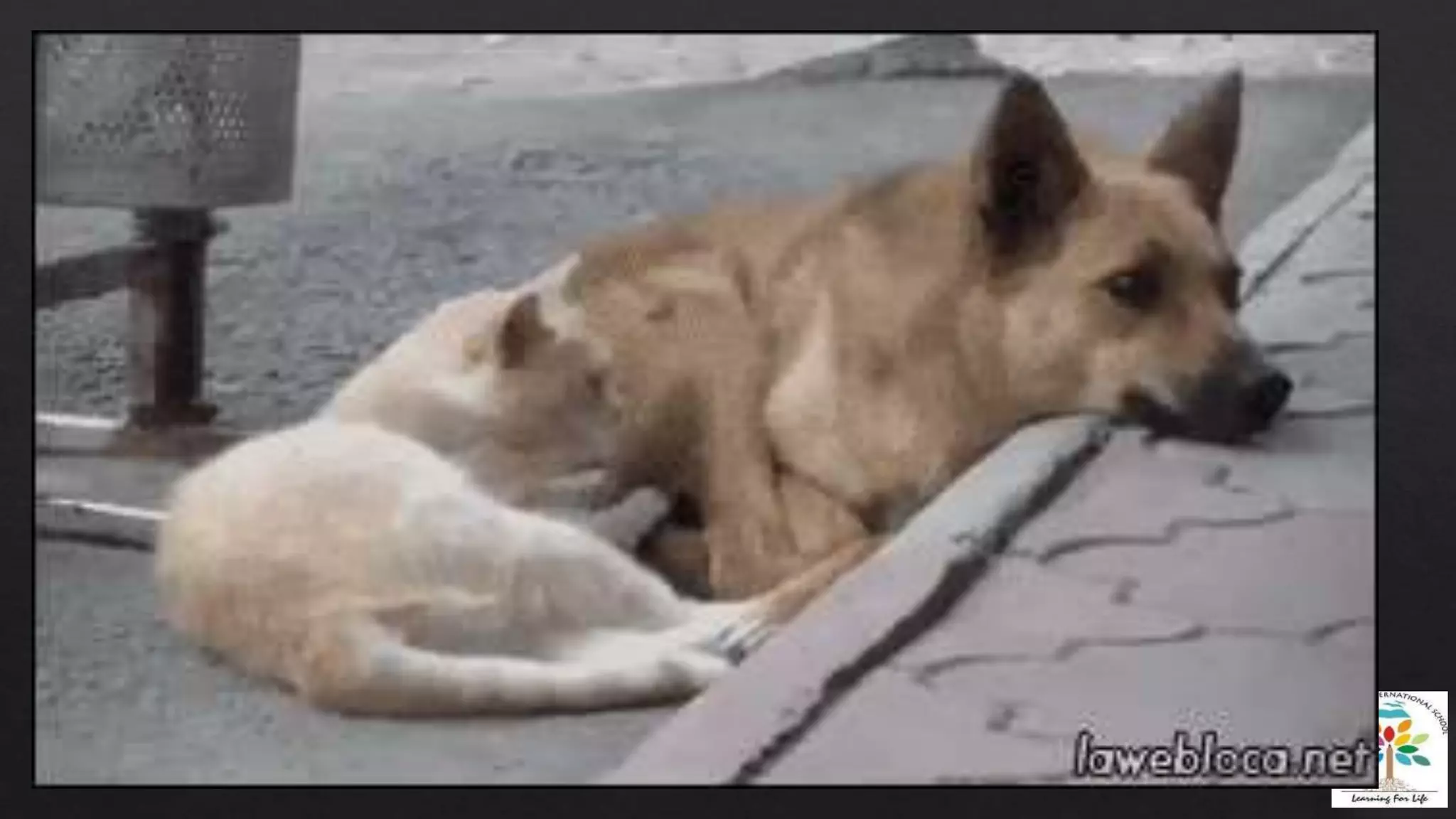 Values based learning | PPTX | Education