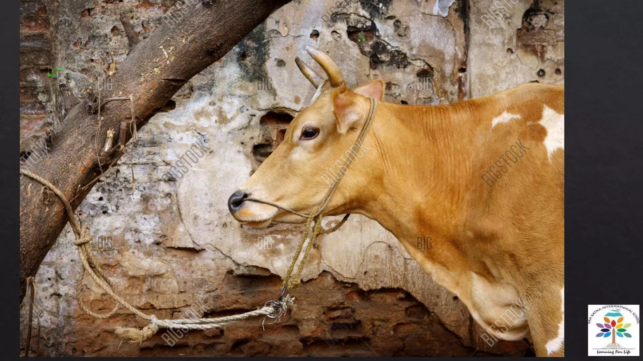 Values based learning | PPTX | Education