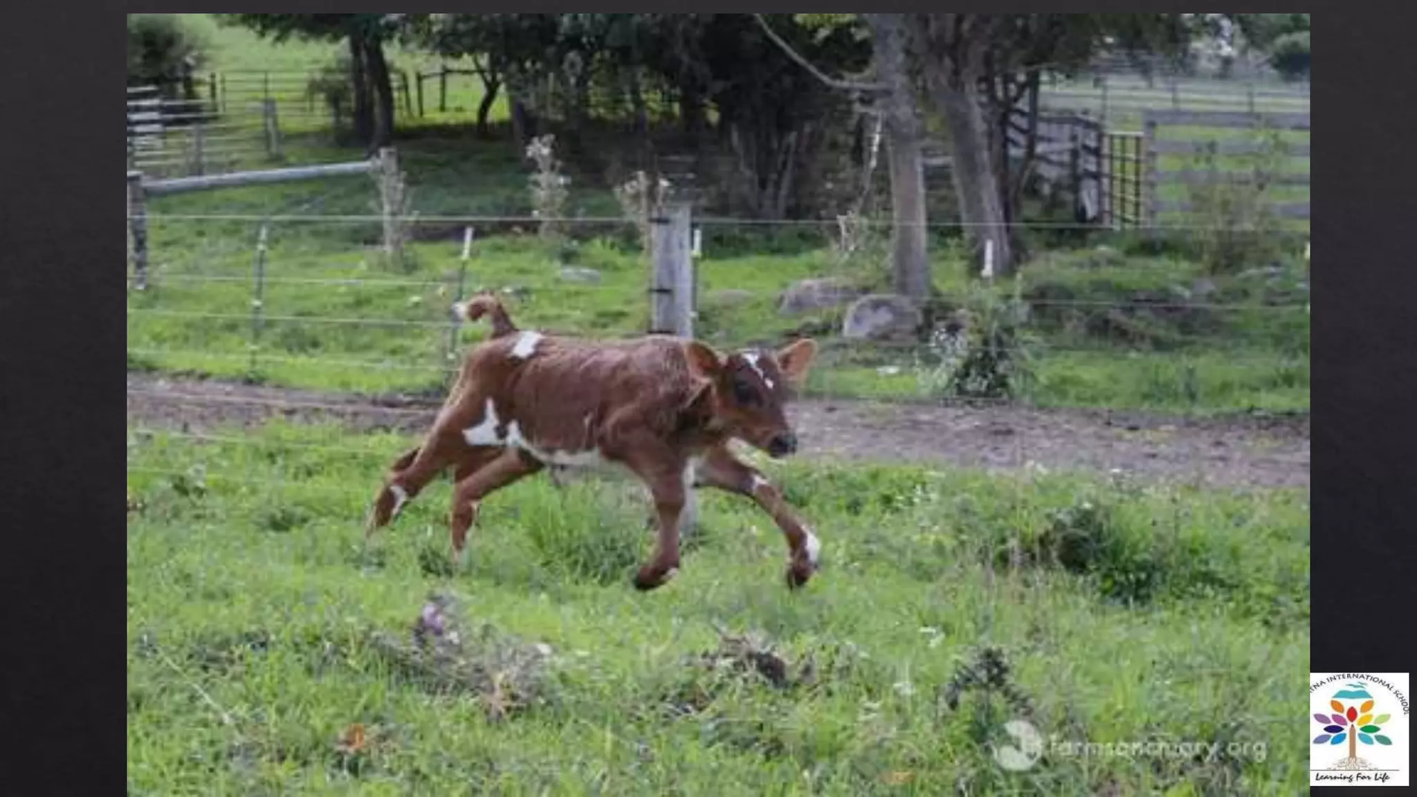 Values based learning | PPTX | Education