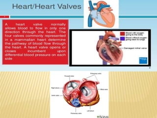 HEART VALVE | PPTX | Heart and Cardiovascular Diseases | Diseases and ...
