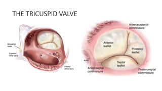 Anatomy of valves of the heart, and surgical implication | PPTX