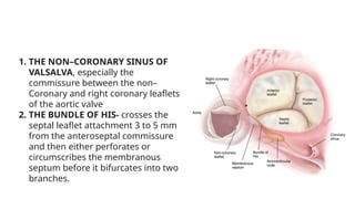 Anatomy of valves of the heart, and surgical implication | PPTX