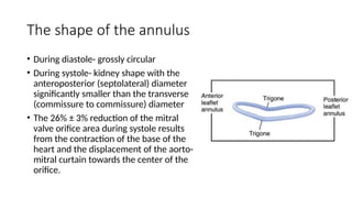 Anatomy of valves of the heart, and surgical implication | PPTX
