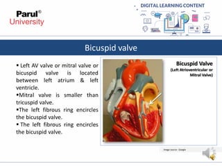 Valves of heart | PDF