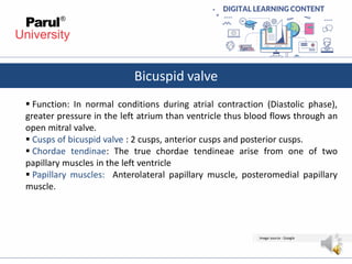 Valves of heart | PDF