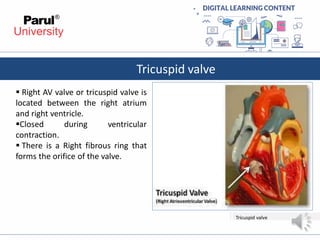 Valves of heart | PDF