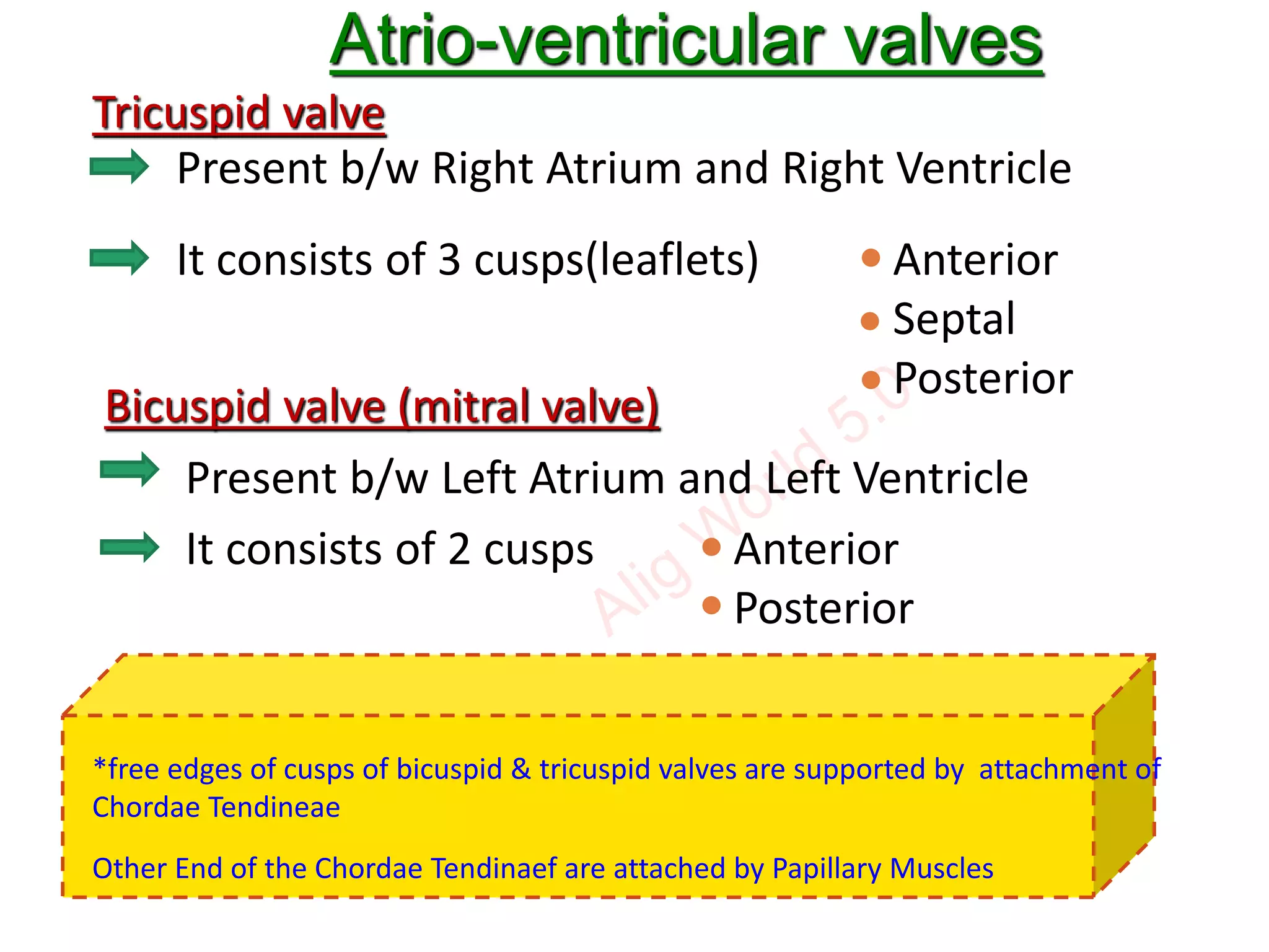 Valves of the Heart | PPTX