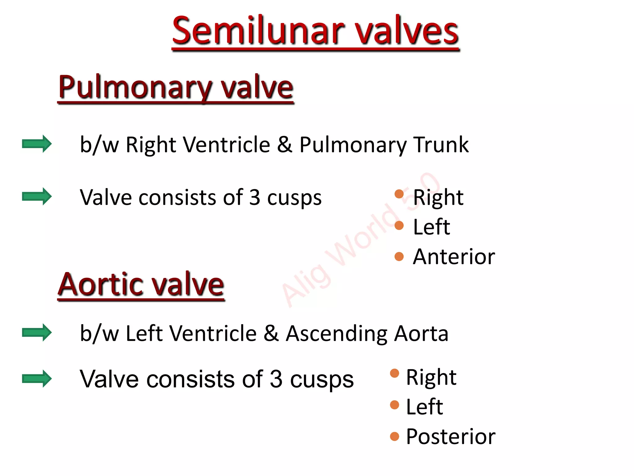 Valves of the Heart | PPTX