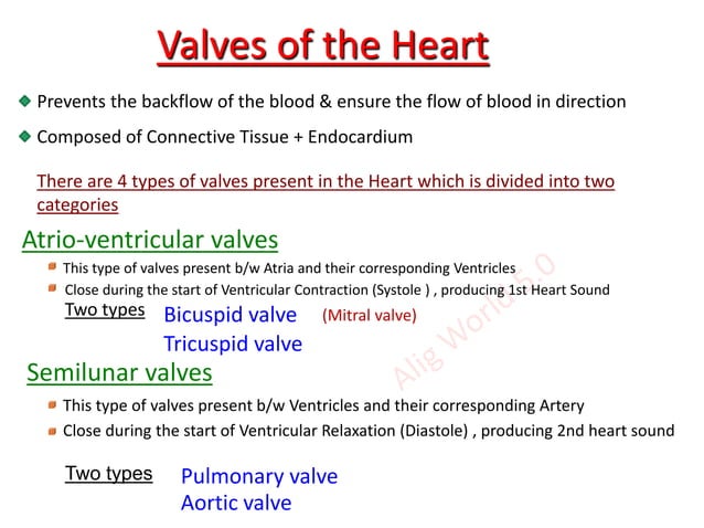 Valves of the Heart | PPTX | Heart and Cardiovascular Diseases ...