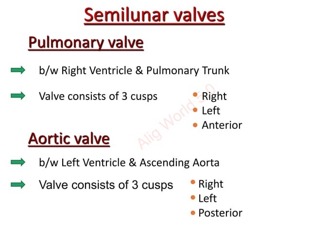 Valves of the Heart | PPTX | Heart and Cardiovascular Diseases ...