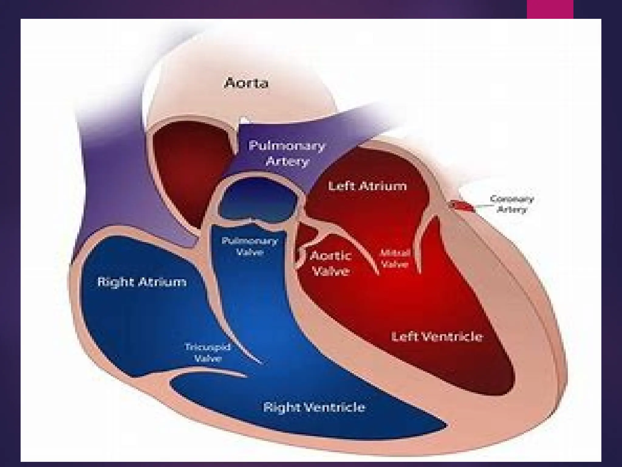 Valvularheartdiseaseaorticvalvediseasepdf