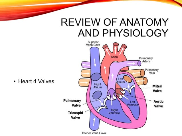 Valvular Heart Diseases | PPTX | Heart and Cardiovascular Diseases ...