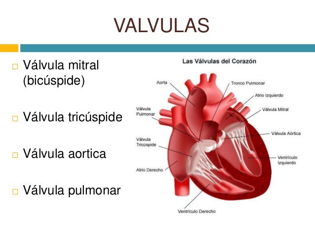 Valvulas cardiacas y circulacion