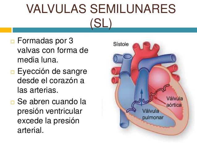 Valvulas cardiacas y circulacion