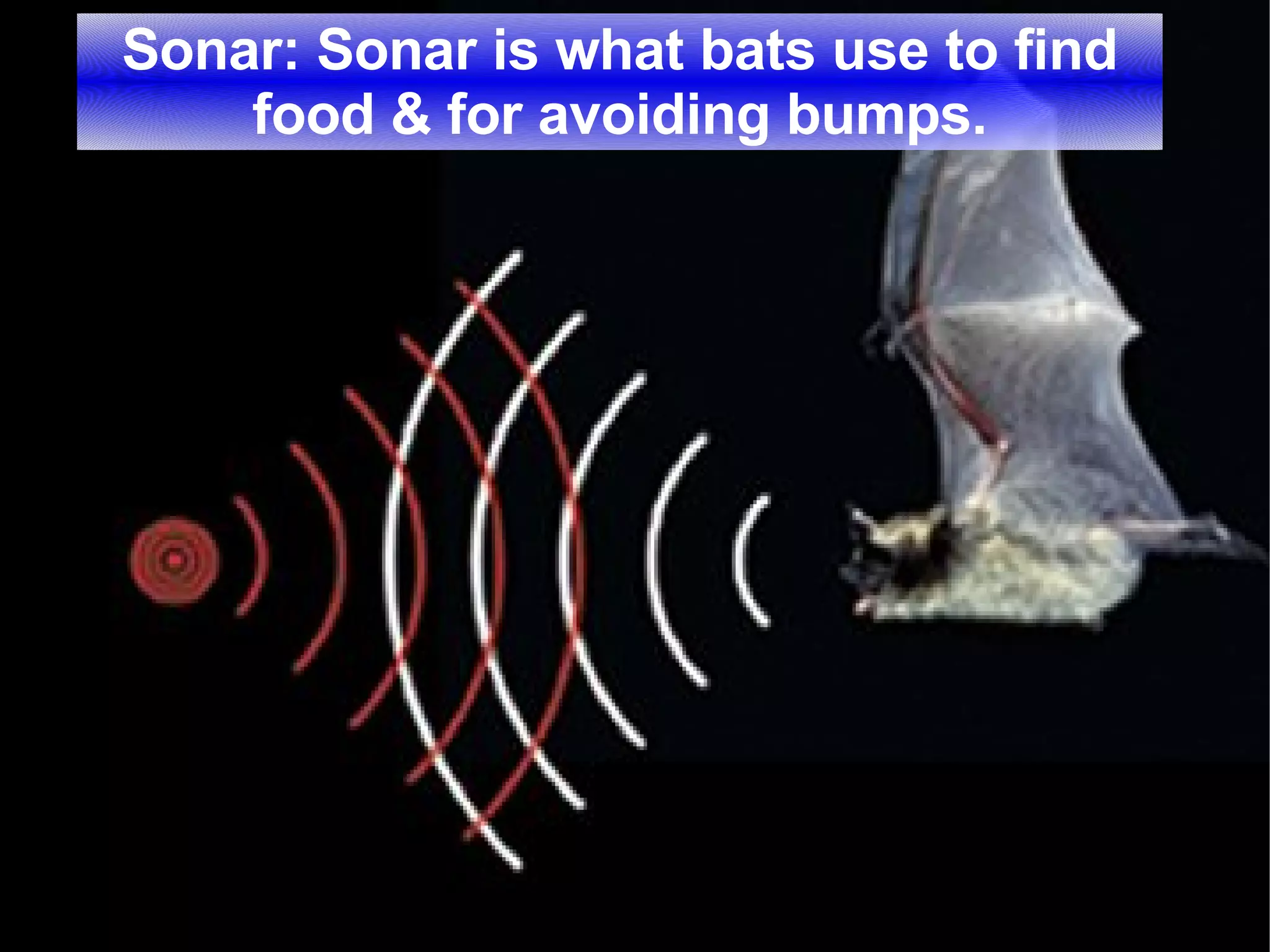 Vampire bats by Kevin | PPT