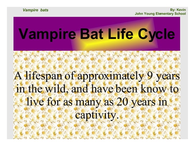 Vampire bats by Kevin | PPT