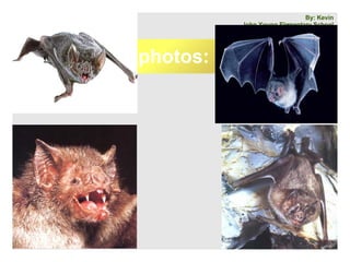 Vampire bats by Kevin | PPT