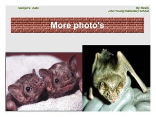 Vampire bats by Kevin | ODP