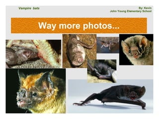 Vampire bats by Kevin | ODP