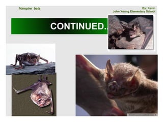 Vampire bats by Kevin | PPT