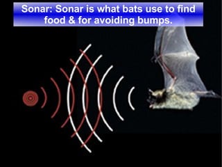 Vampire bats by Kevin | PPT