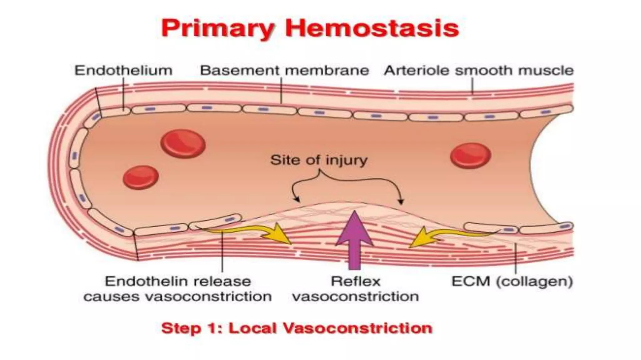 Hemostasis | PPTX